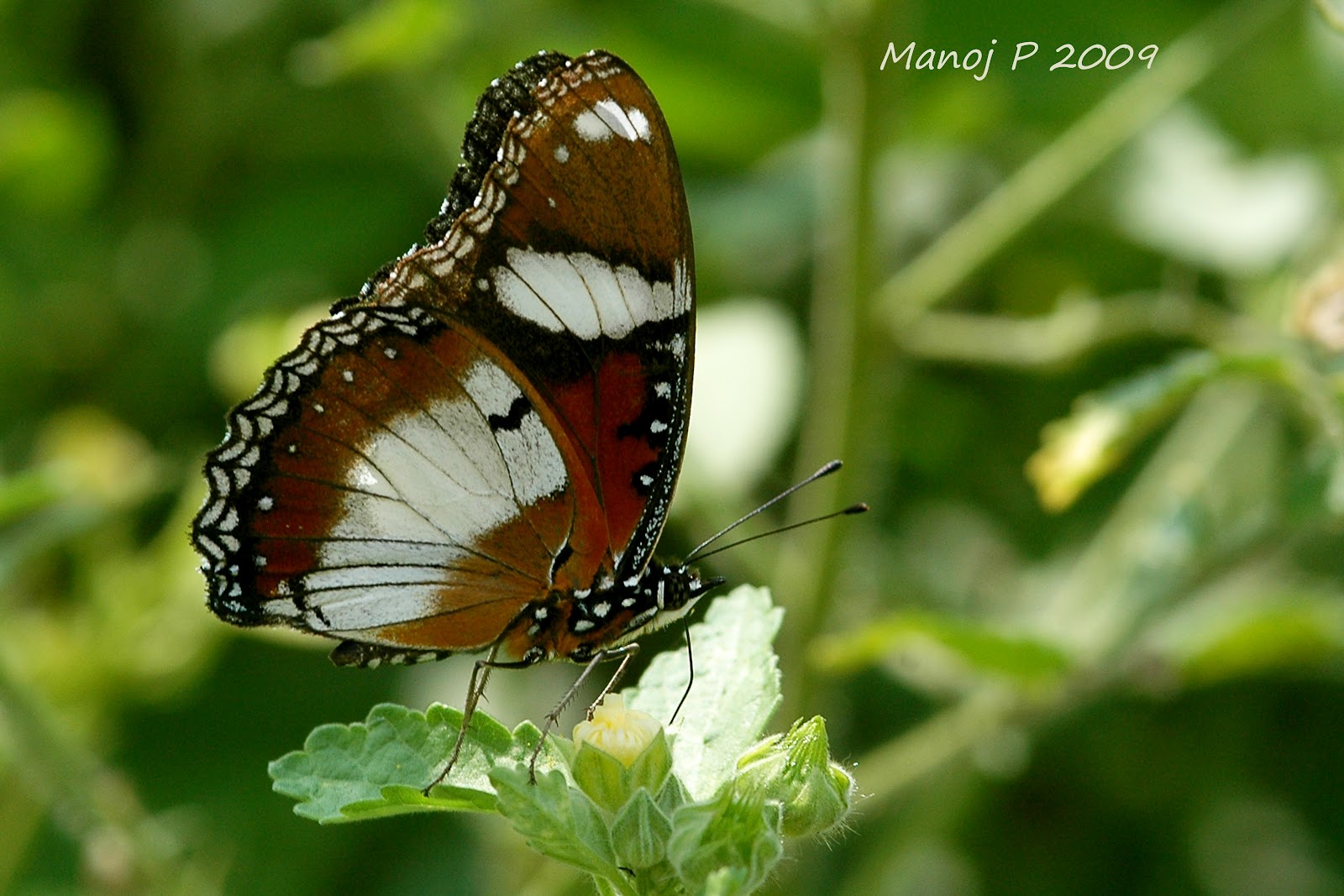 My Butterfly Garden: Danaid Eggfly