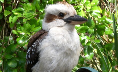 AvesMundi: DE QUE SE RIE LA CUCABURRA