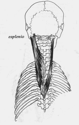 ANATOMÍA Y FISIOLOGÍA HUMANAS: SISTEMA MÚSCULO ESQUELÉTICO: Miología de ...