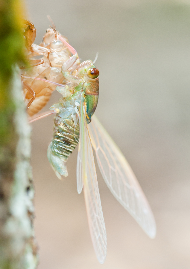 Within the Chronicles' Frame: Cicada Molting Process