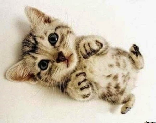 image de chat bebe - Image De