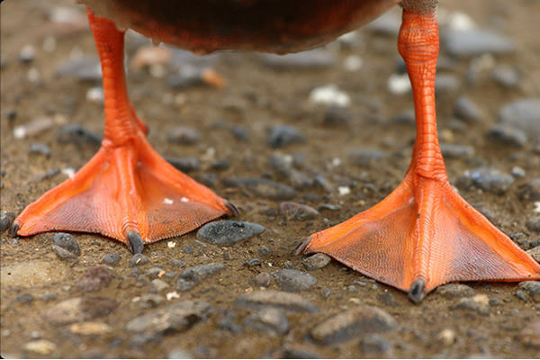 Evolucionismo: Jean-Baptiste Lamarck