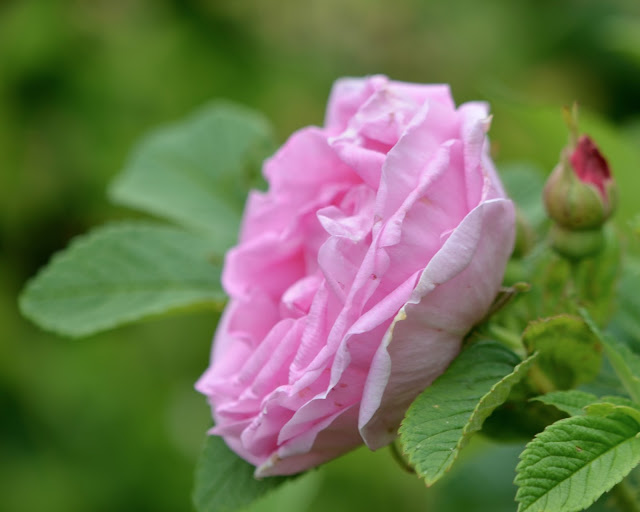I never promised you a rose garden - Mina rosor : Robusta Wasagaming