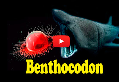 #TopMundoPerfeito - Top Mundo Perfeito Blog / Site / Faça Parte Desse ...