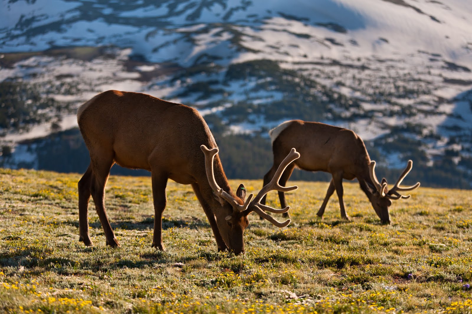 Light. Places. Time.: Elk Grazing on Alpine Tundra. Rocky Mountain ...