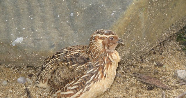 puyuh sungkai: sejarah puyuh dan klasifikasi puyuh