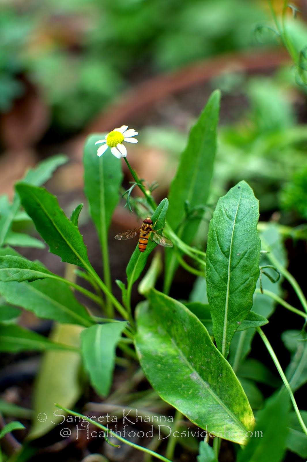 Are arugula and rucola different? Know more about the rocket greens...
