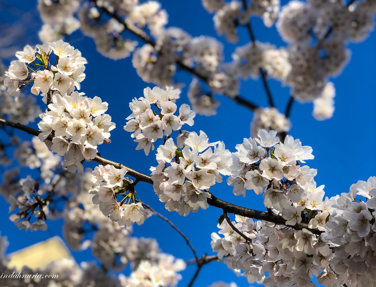 My Purple World : Spring in Blue