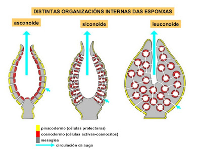 Biolovers: Poríferos