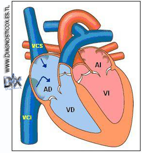 .: Anatomia y Fisiologia del Sistema Cardiovascular