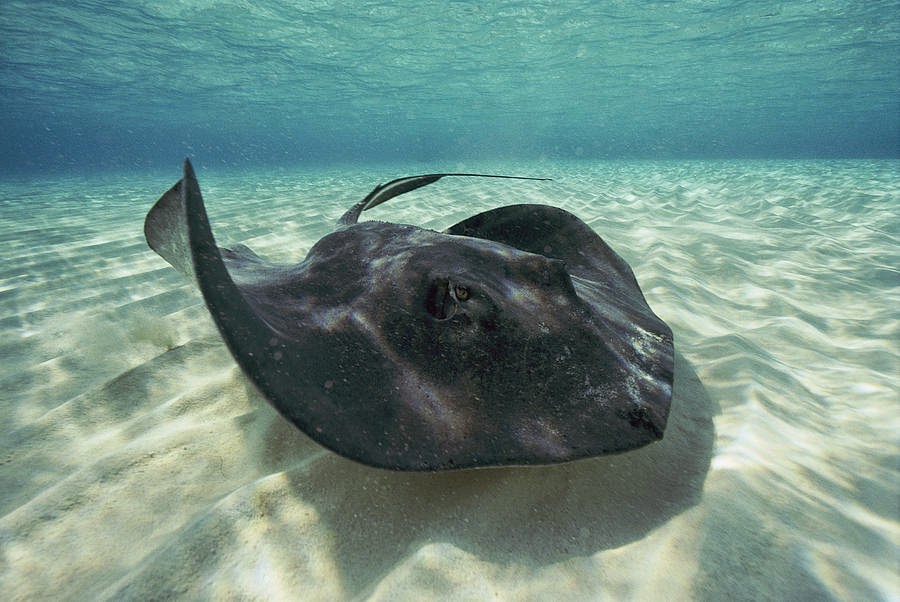 ECOSISTEMAS DE COSTA RICA: REFUGIO NACIONAL DE VIDA SILVESTRE TAMARINDO