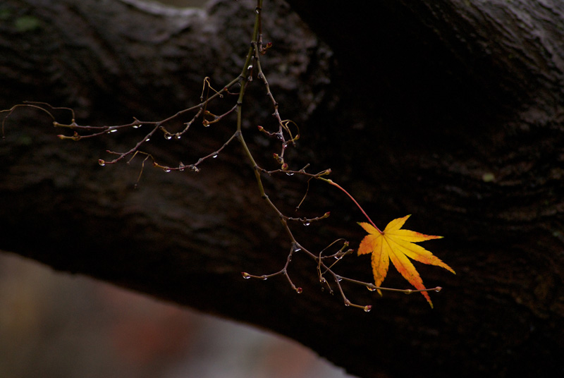 A Picture Each Day: The Last Leaf