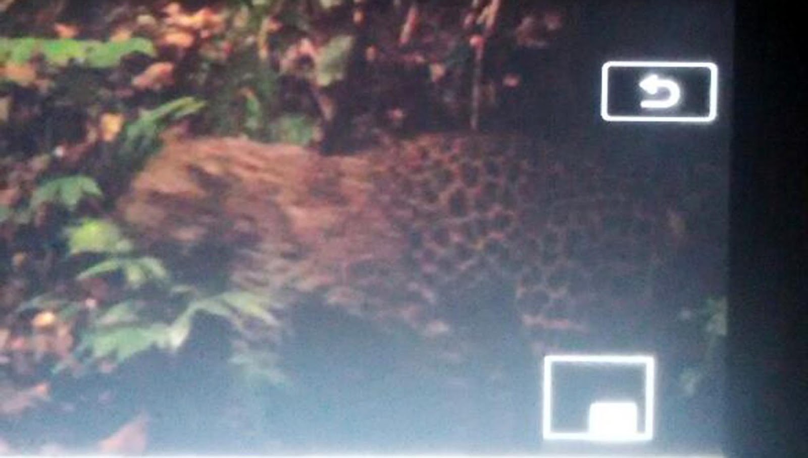 Macan Tutul di Hutan Bromo Semeru Terekam Kamera Jebakan - Batikimono