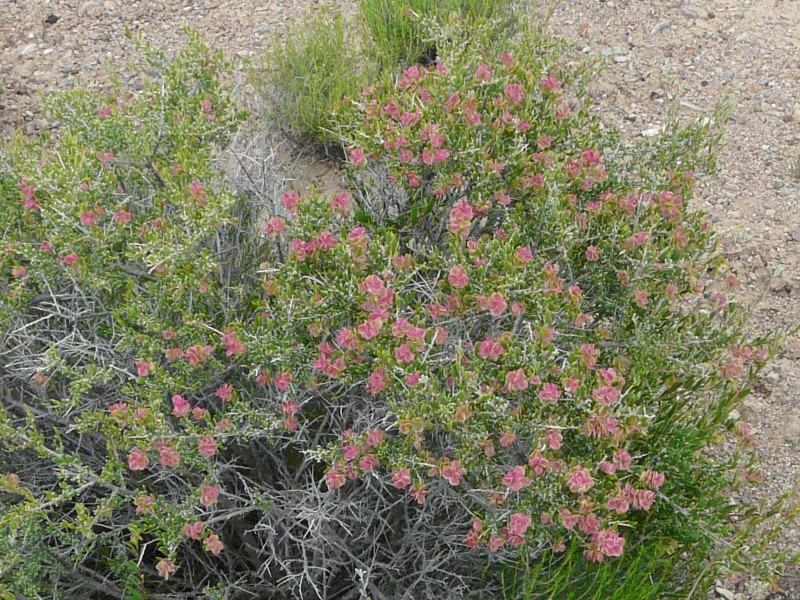 IPA or Science: Great Basin Plants part 2