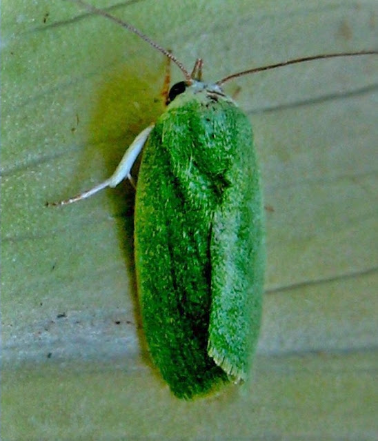 Biodiversity of Cyprus by NGO Protection of the Natural Heritage and ...