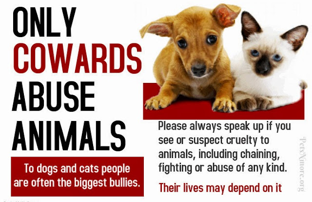 Pets N More: Understanding The Connection Between Animal Abuse and ...