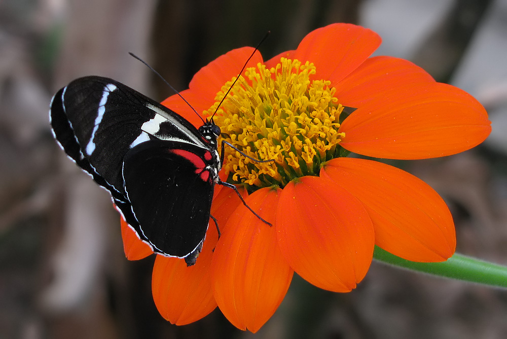 JLinaresP: Heliconius antiochus - Linnaeus 1767