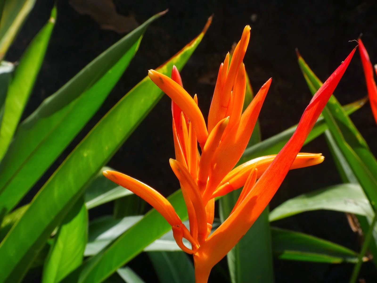 Uma flor por dia: Helicônia -papagaio , Psitacorum