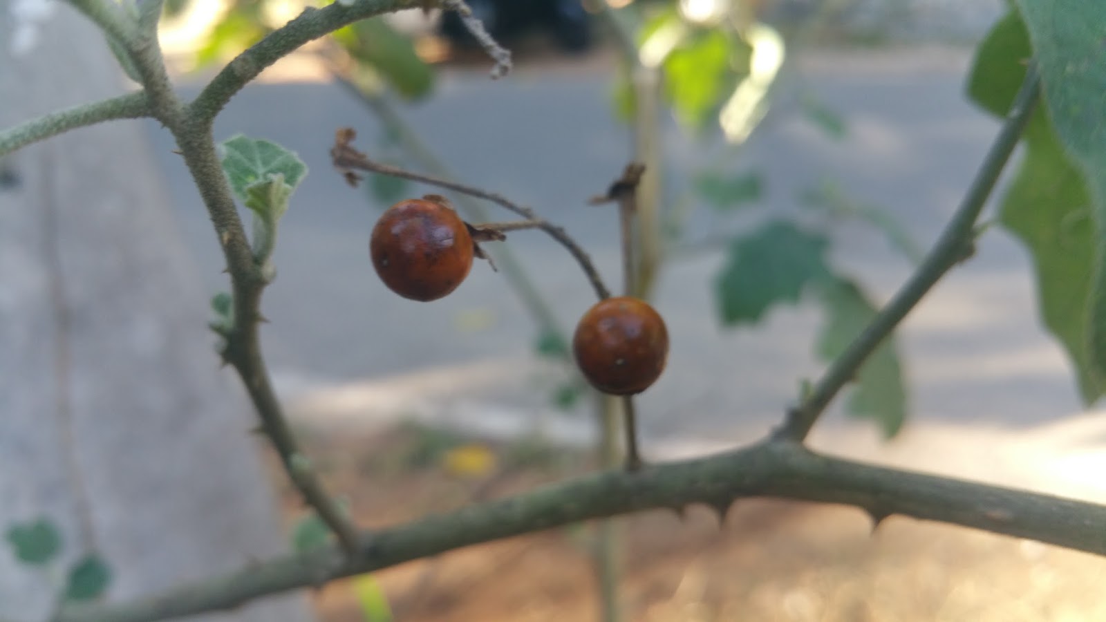 තිත්ත තිබ්බටු - Thiththa Thibbatu