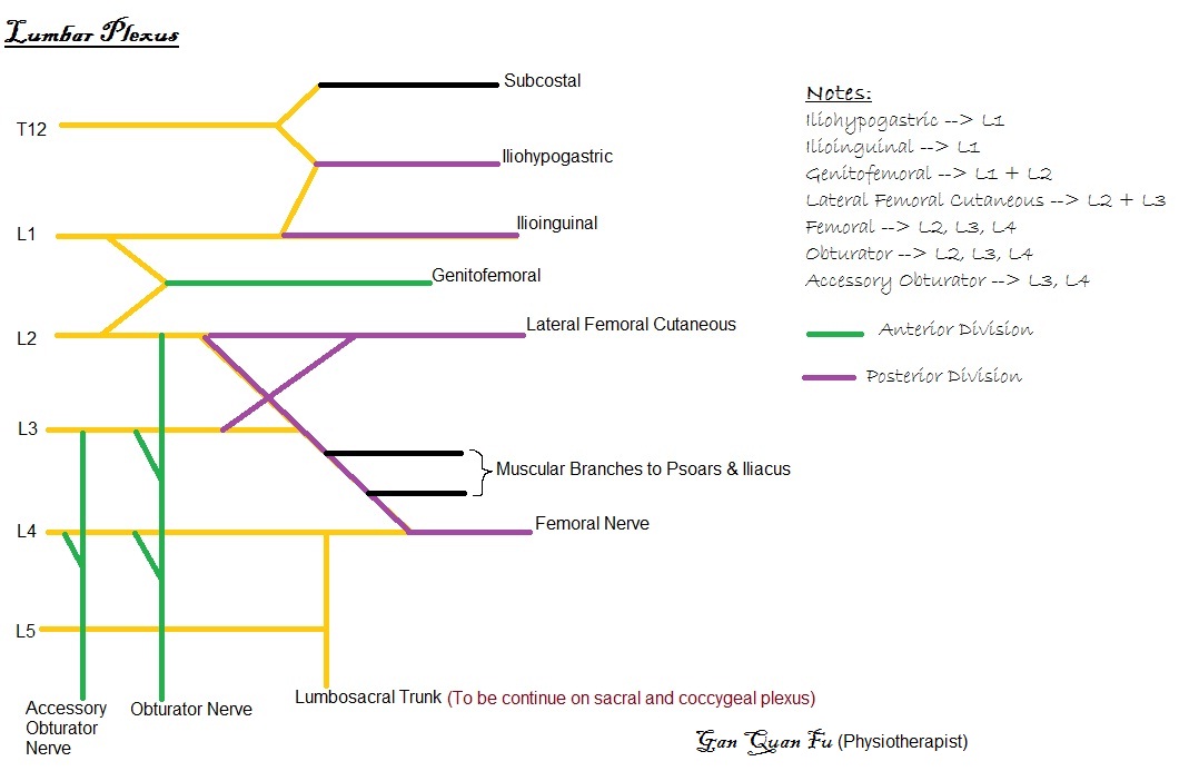 Pin by Madison Michel on Gross Anatomy | Plexus products, Medical ...