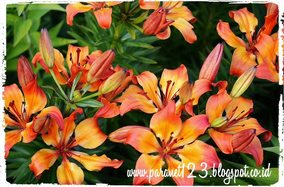 Cara Budidaya Dan Merawat Bunga Lily Serta Jenis-Jenisnya