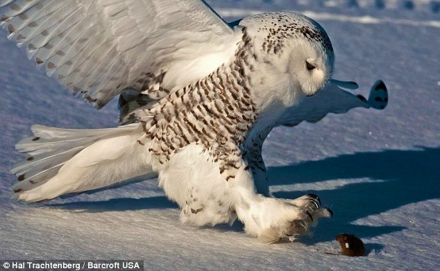 Snowy Owls Hunting