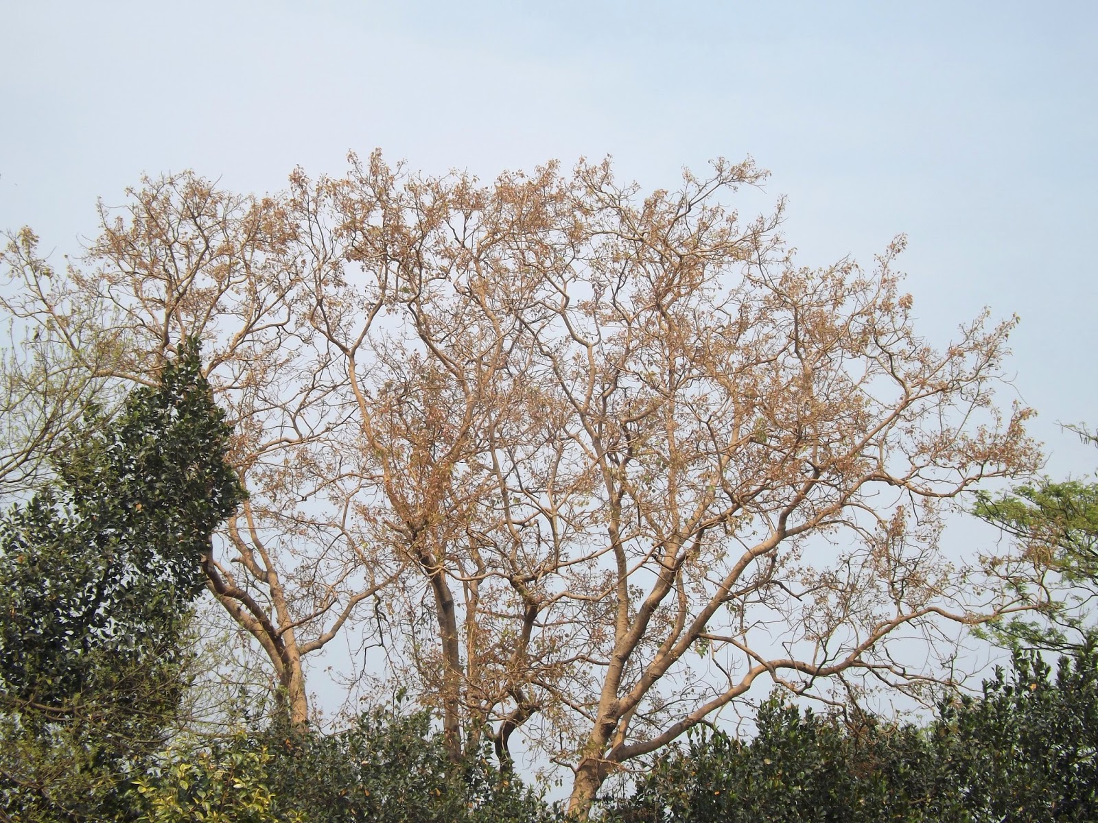 Ficus Religiosa Flower