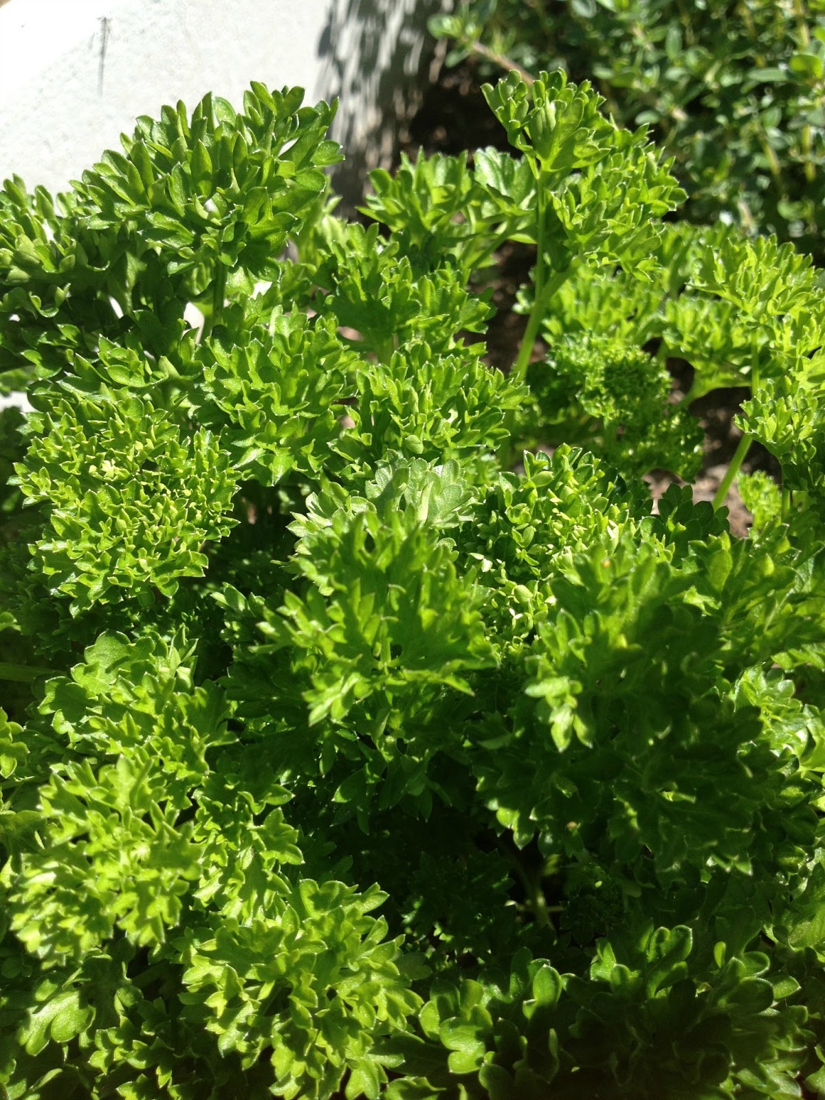 Linda´s Goda: Persilja- Lilla kryddskolan