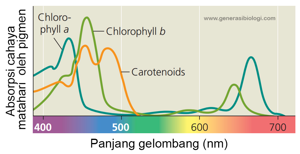 Proses Fotosintesis dan Cara Mudah Menghafalkannya - Biologizone