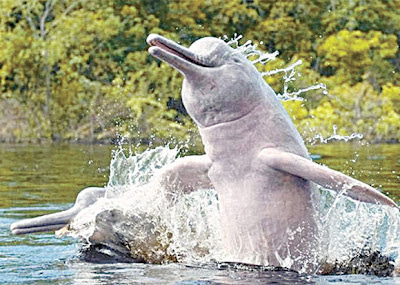 Avanza ley para que el bufeo sea ‘patrimonio’ | Mis Mascotas