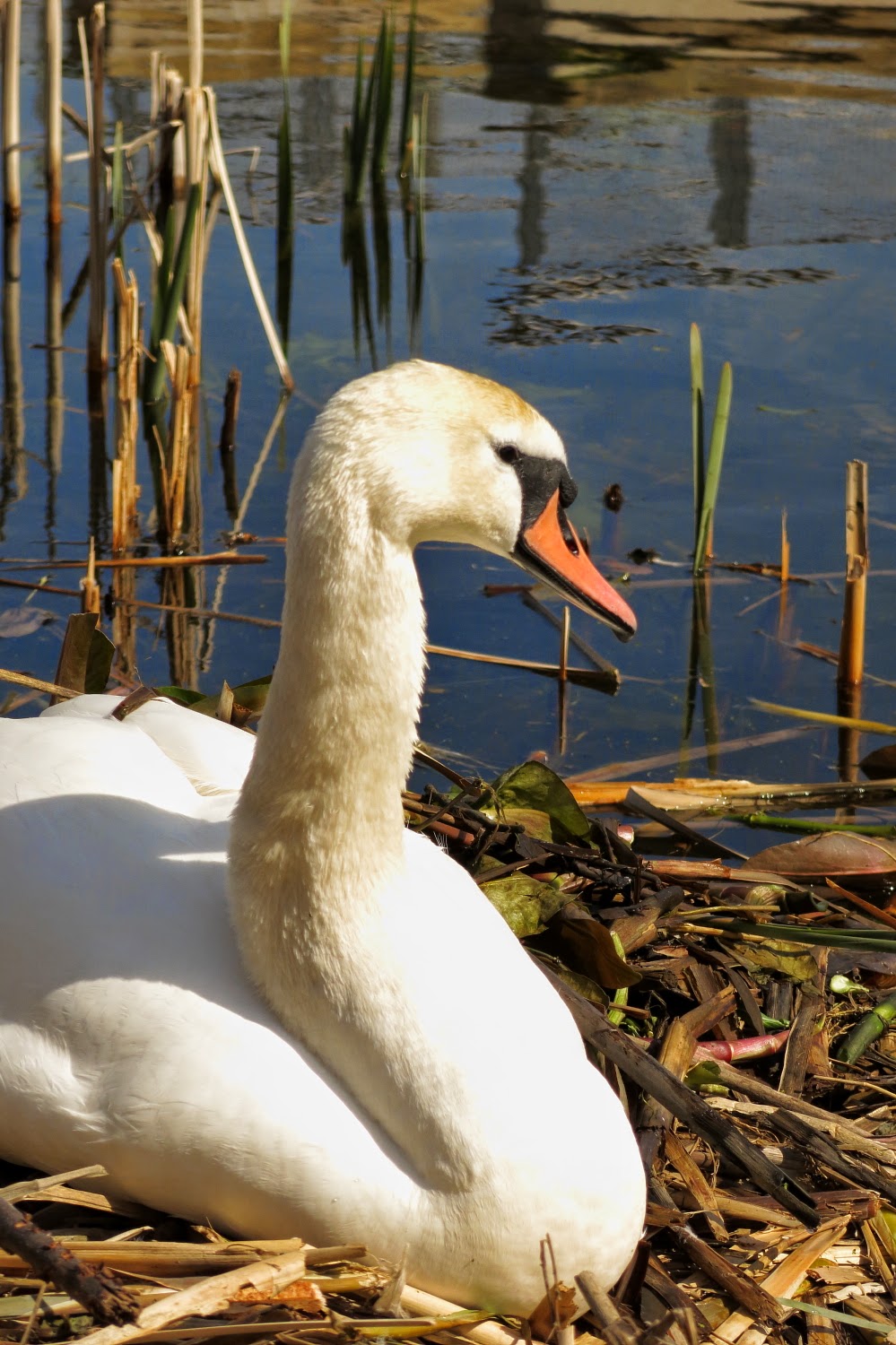 Norman & Norma - A Swan Love Story