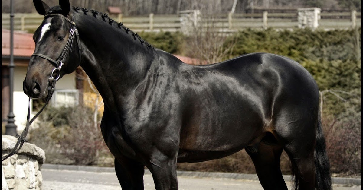 Jaka rasa konia jest dla mnie odpowiednia?