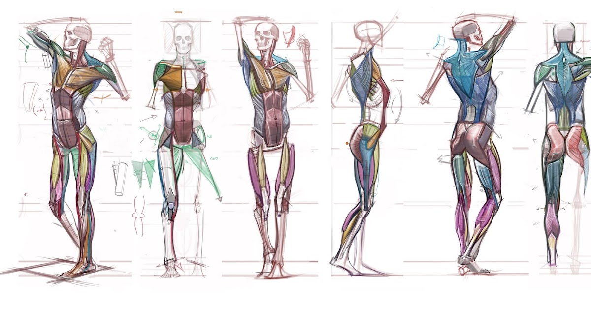 figuredrawing.info news: Anatomy lecture notes figuredrawing.info news: Anatomy lecture notes