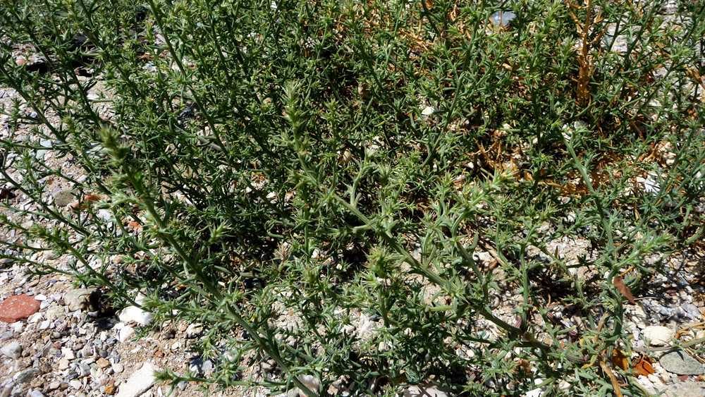 r o b i n 's y a r d: Salsola kali