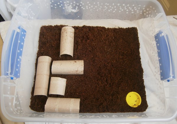 Invertebrate Dude: How I Setup My Cockroach Enclosures