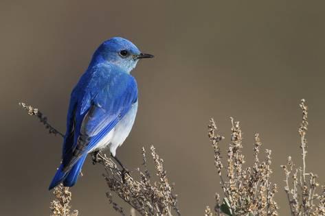 Elixir para olvidar: Hay un pájaro azul en mi corazón