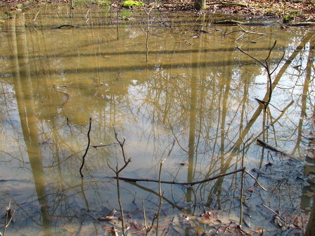 The Oakland Press Blogs: Earth's Almanac: A PRIMORDIAL FROG SOUP MYSTERY