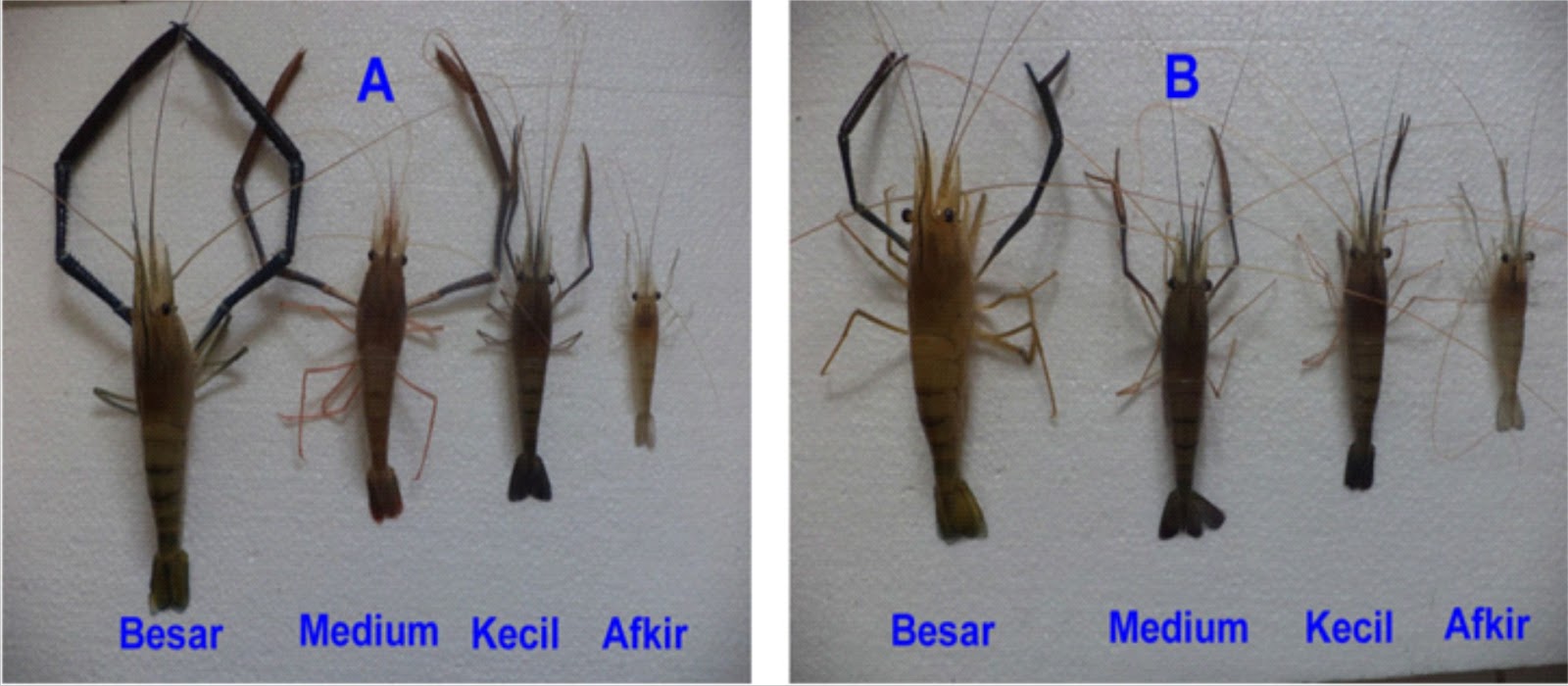 Seputar Udang Galah dan Ikan: VARIASI UKURAN UDANG GALAH (Macrobrachium ...