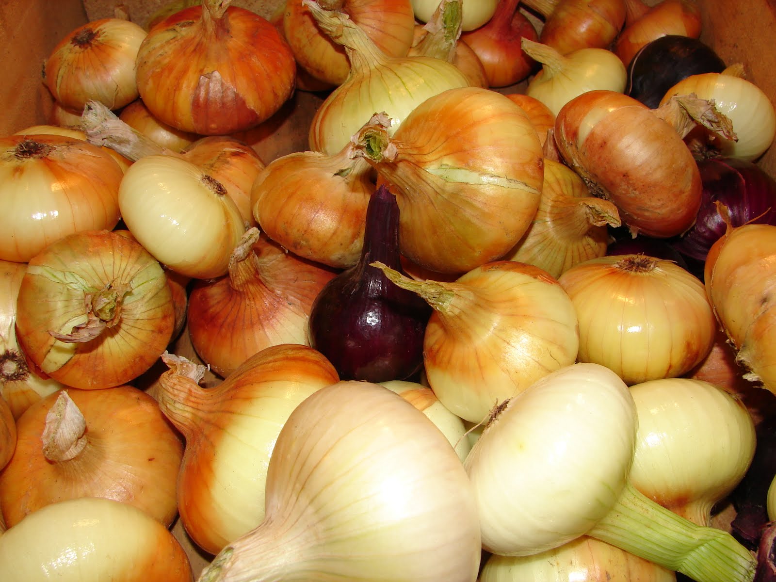 One Love Farm: Onions