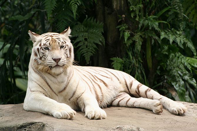 Amazing World: The Coolest Zoos From Around the World