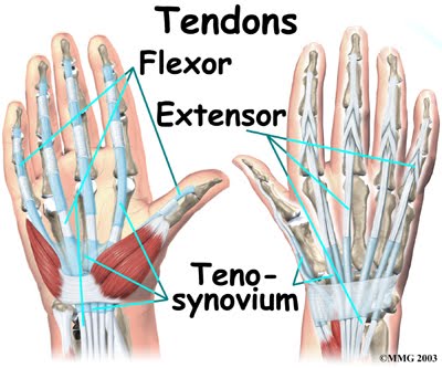 memoirs of a budding bodyworker: "Tendinitis?" More than likely tendinosis.