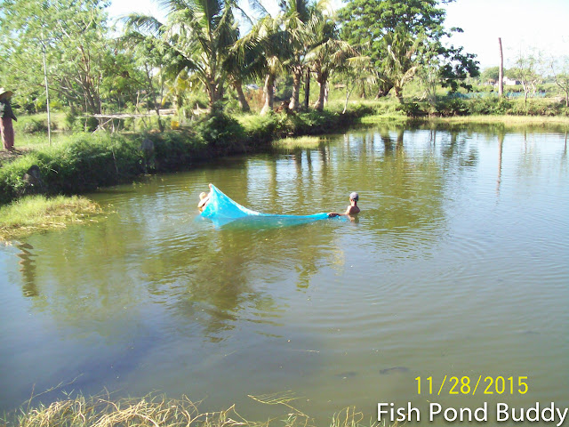 Fish Pond Buddy: Fish Farmer vs. Mudfish ("Dalag")