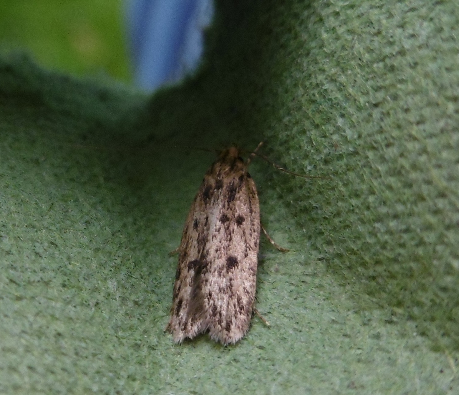 Martin's Moths: Little people