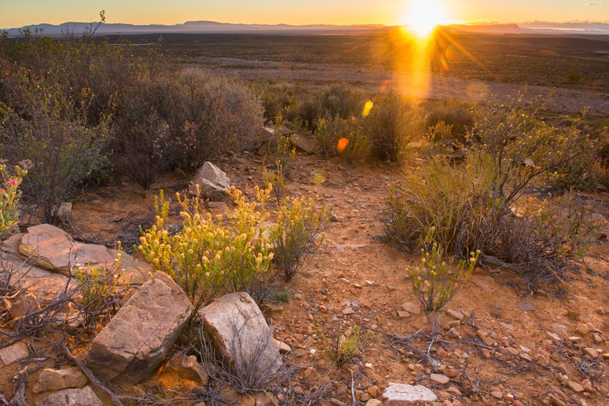 Uma Cantora na África: Karoo Suculento