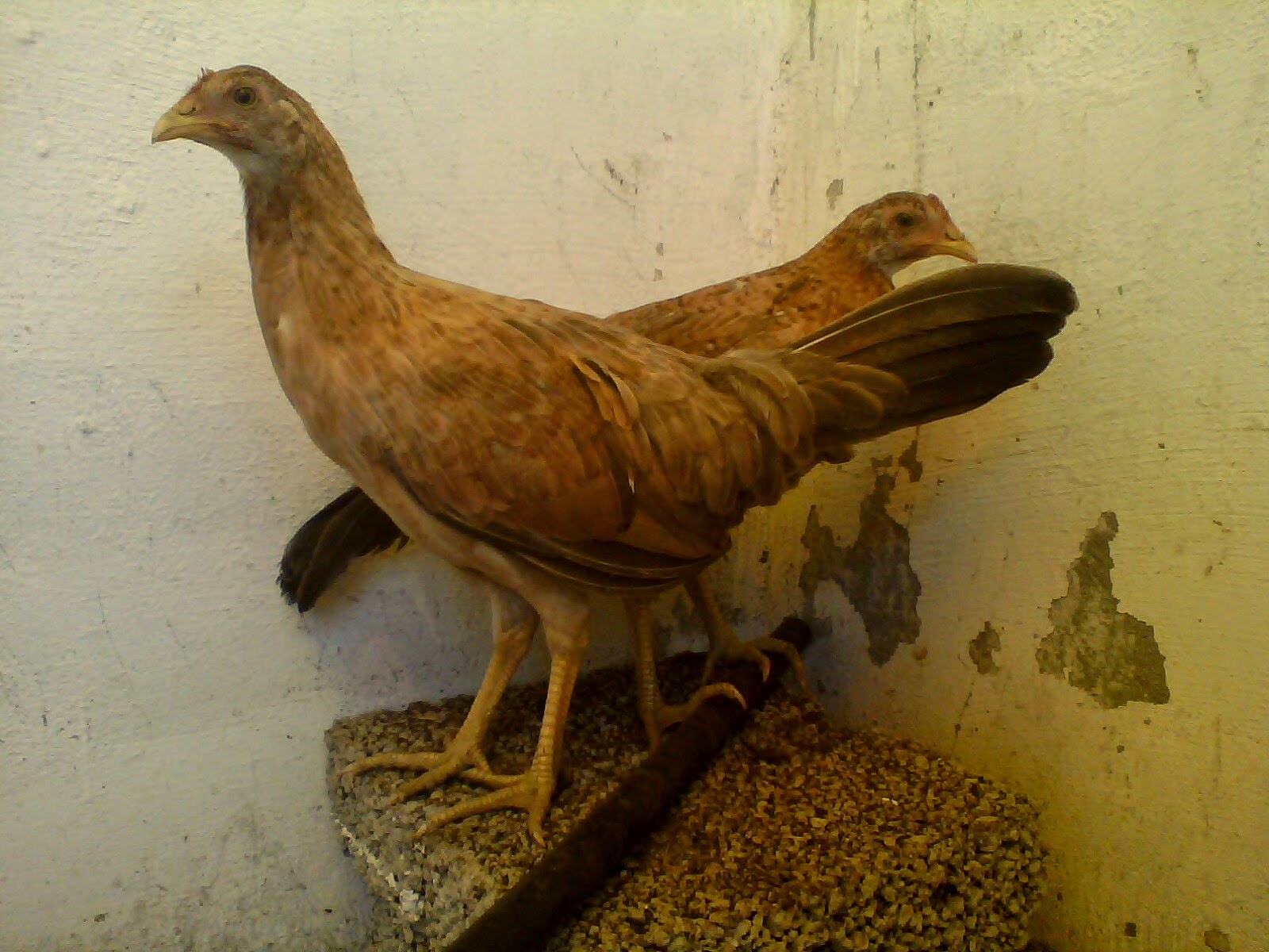 JI GALLOS: El gallo Bulico