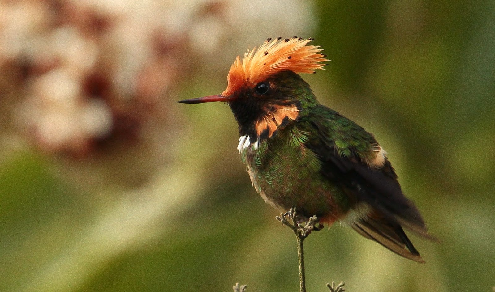 Nuestro bello mundo...: Spangled Coquette, male, Lophornis stictolophus ...