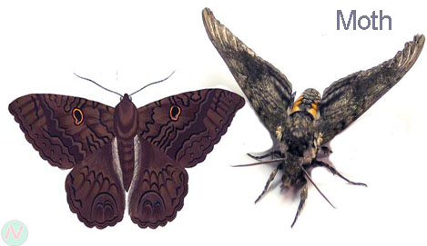 Insects Names, Meaning & Images | Insects Vocabulary | Necessary ...