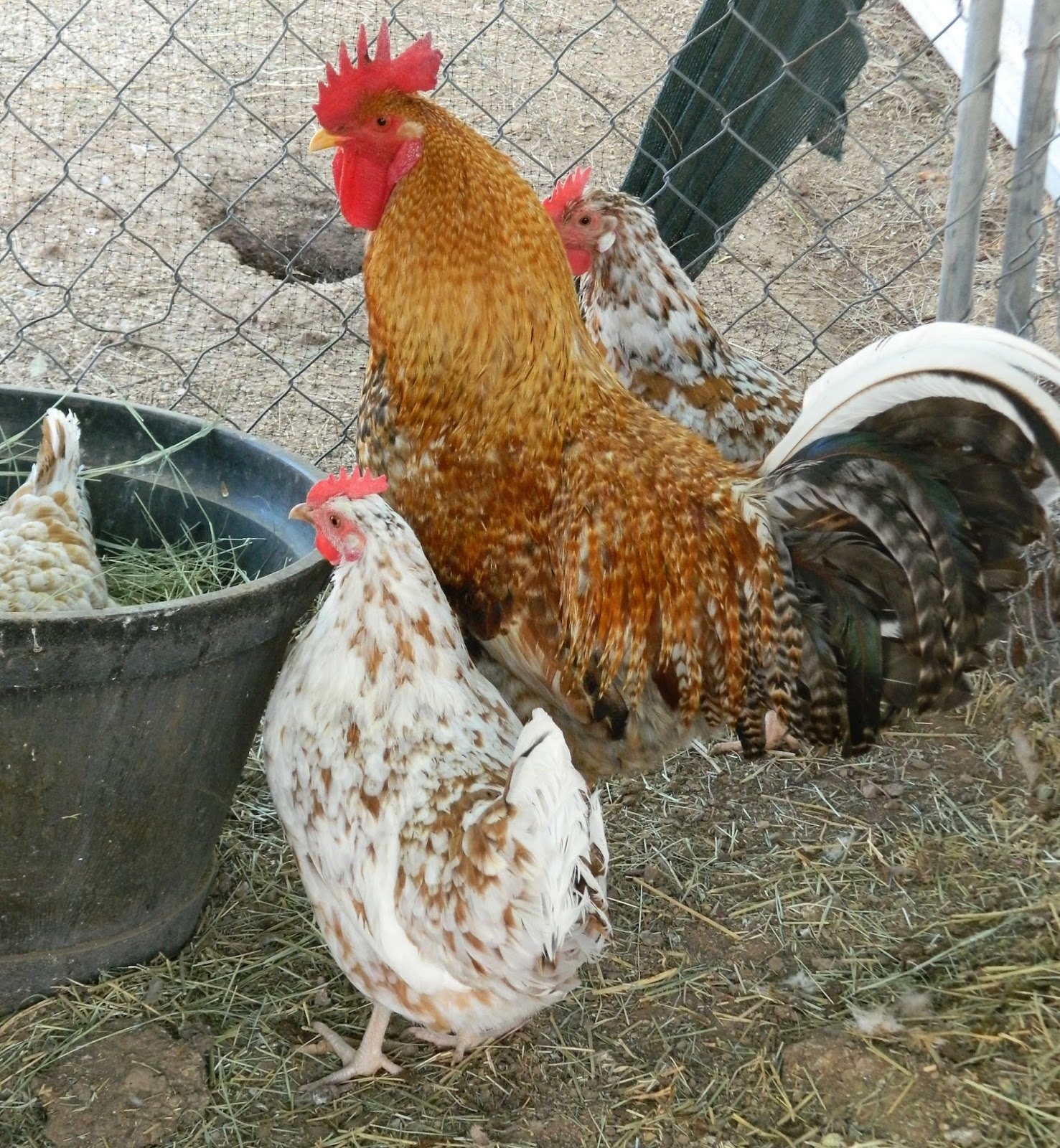 Aloha Chickens: Bielefelder Alohas?