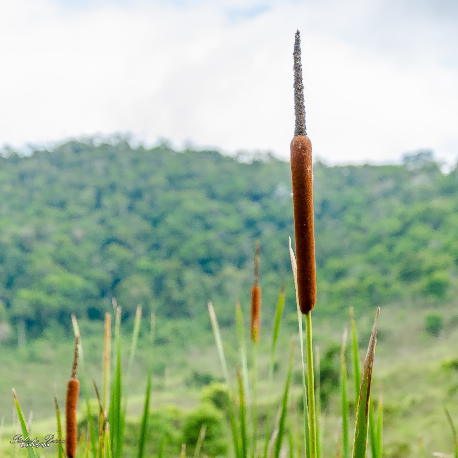 Bushcraft e sobrevivência
