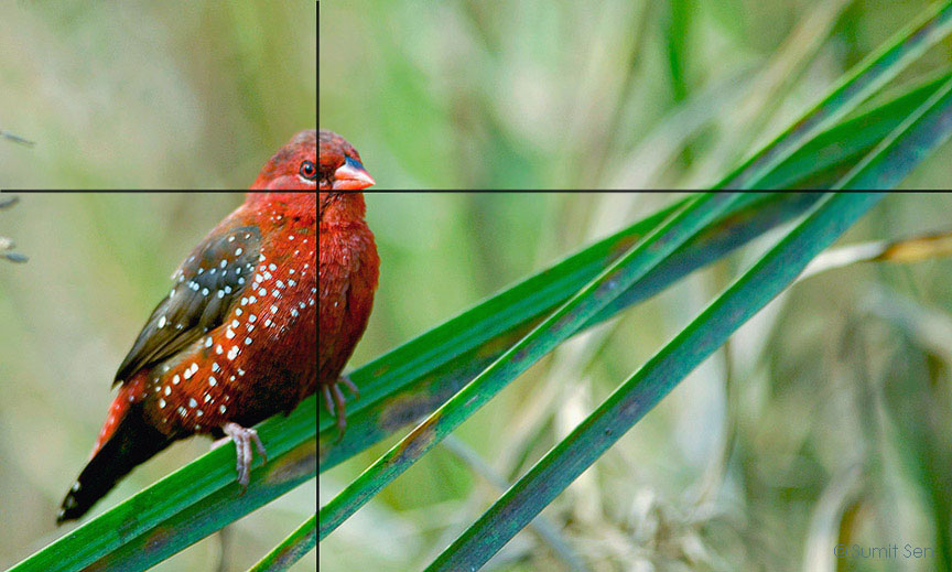 Apa Itu Komposisi Dalam Fotografi? (Composition In Photography)